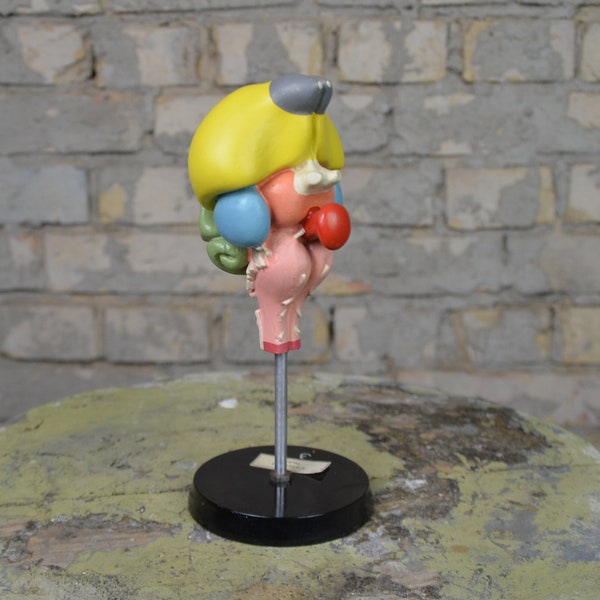Pigeon Model Scale - Etsy