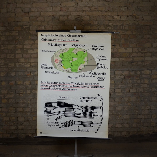 Chloroplast Poster - Etsy