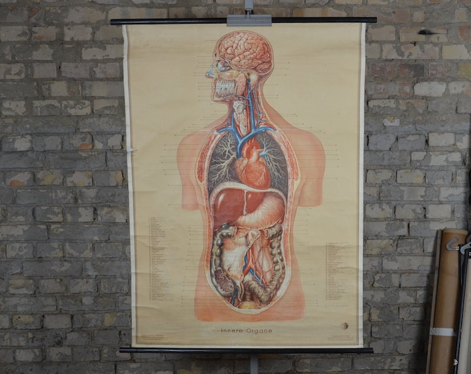 Human Anatomy Torso: Original Antique 1950s German Medical Educational ...