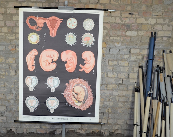 Embryo Development: Original Vintage 19&0s German Educational School ...