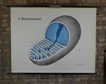 Cell Membrane Poster - Etsy