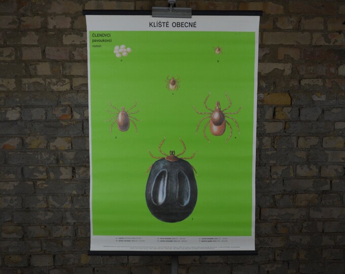 Types of Ticks, Parasites: Original Vintage 1980s Czech Educational ...