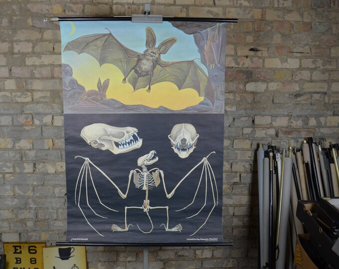 Long-eared Bat Anatomy: Original Vintage Jung Koch Quintell 1970s ...