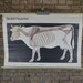 Cow Skeleton, Cattle, Beef: Original Vintage 1980s German Educational ...