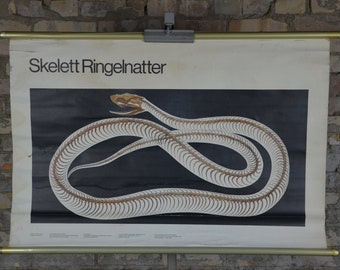 School Chart Snake - Etsy