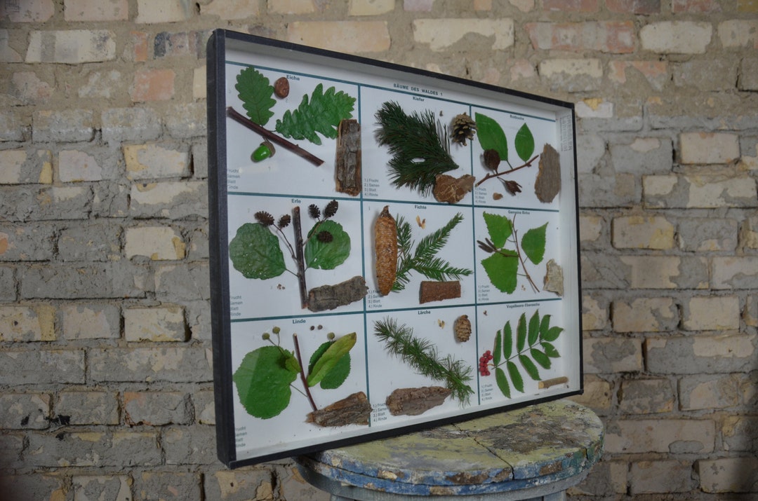 Vintage Botanical Display, Types of Trees: Original 1960s German ...
