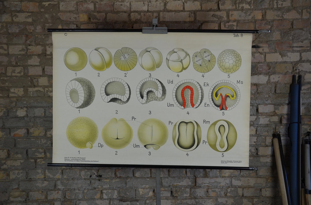 Early Embryo Development: Original Antique 1920s Educational Poster ...
