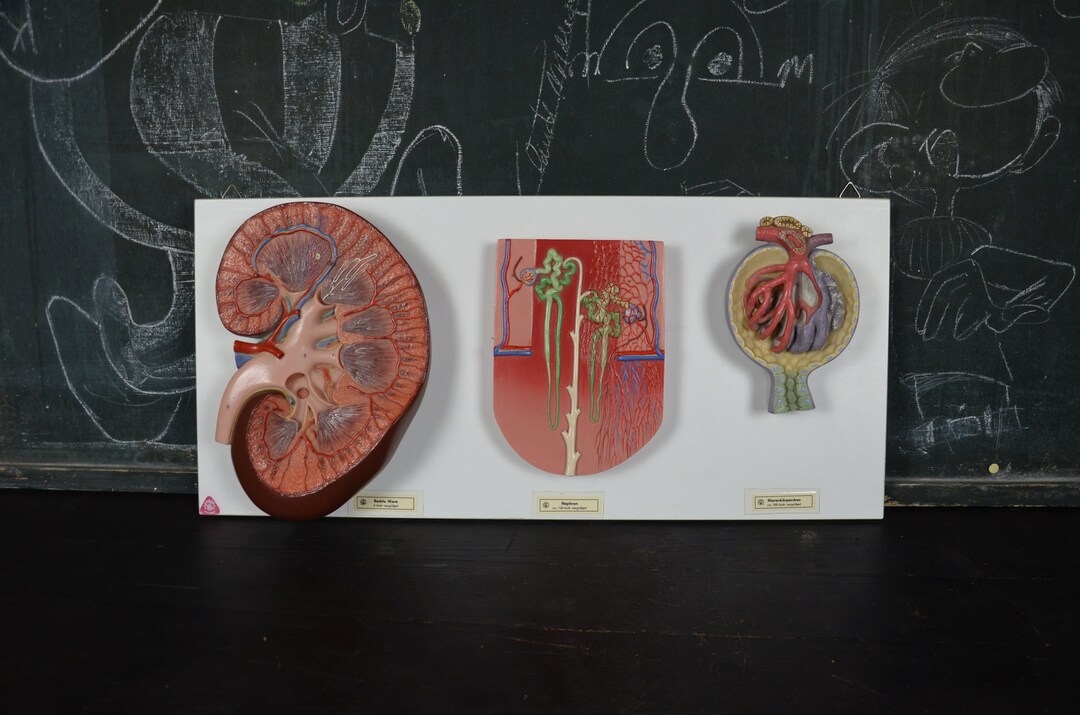 Human Kidney, Renal Anatomy: Large Vintage Anatomical Model Original ...