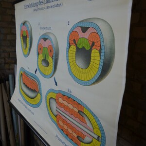 Embryonic Germination, Embryo Development: Original Antique 1920s ...