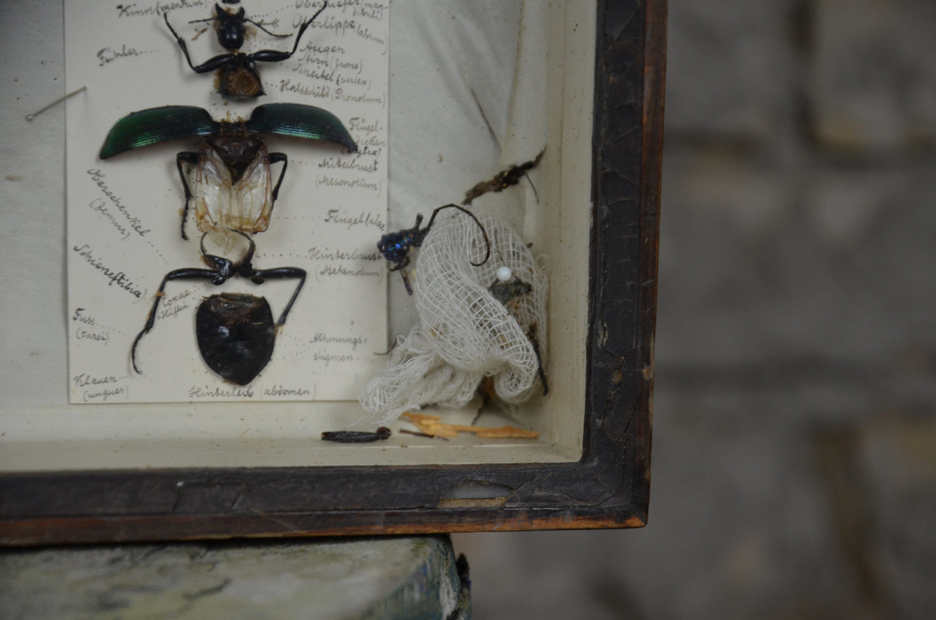 Coleoptera, Large Antique Entomology Display: Original 1880s German ...