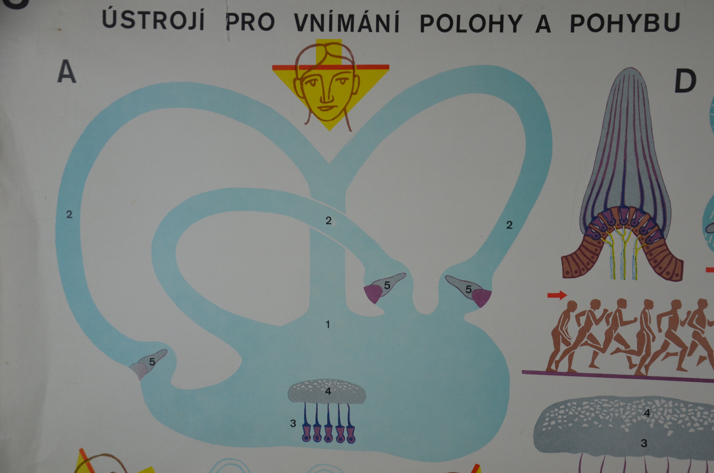 Sense of Balance Human Ear Anatomy: Original Vintage 1970s - Etsy