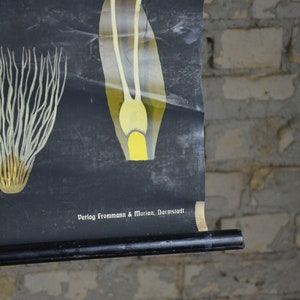 Willow Tree: Original Antique 1920s German Educational Poster - Etsy