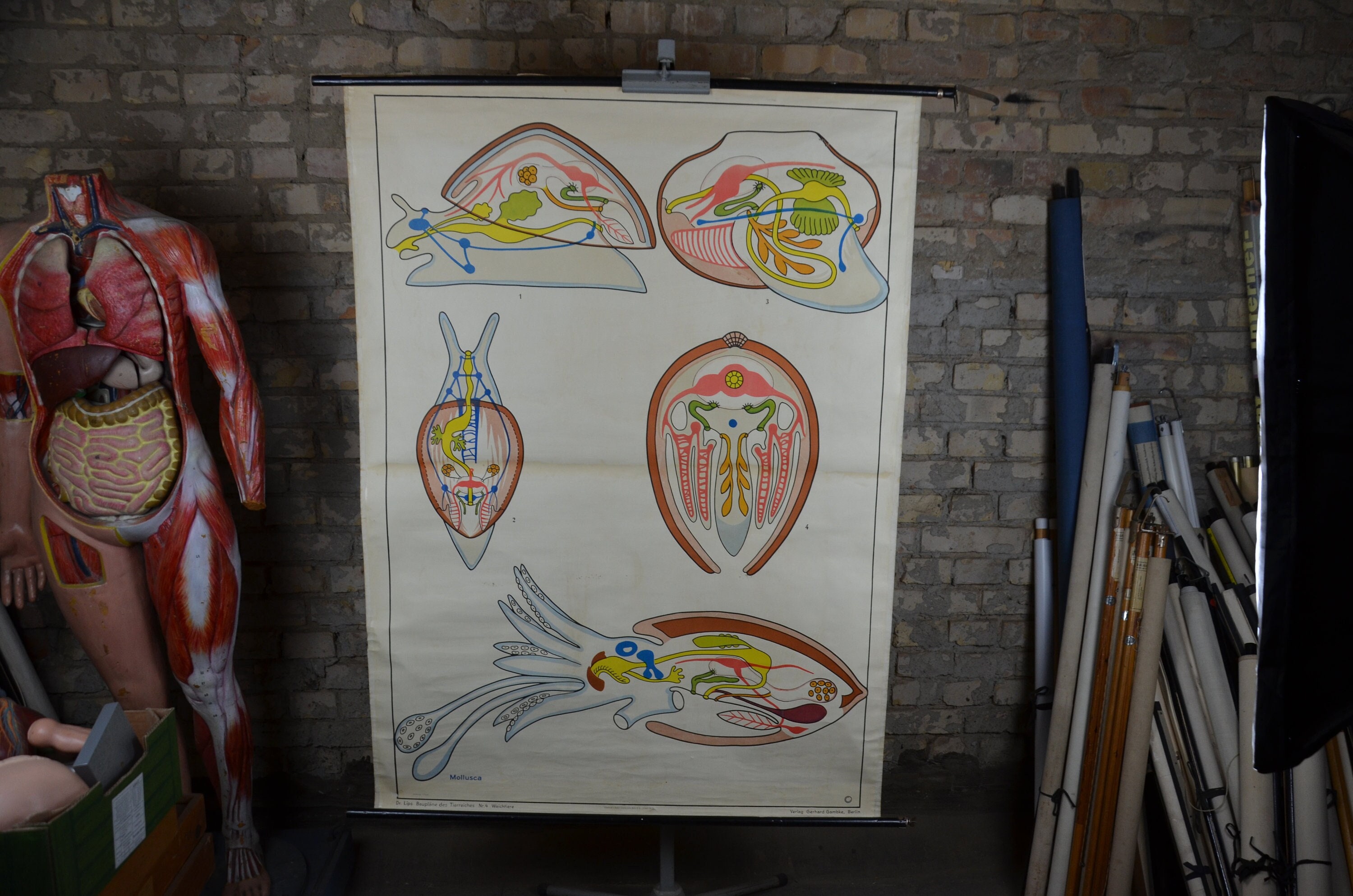 Anatomía de los moluscos: póster educativo alemán vintage original de ...