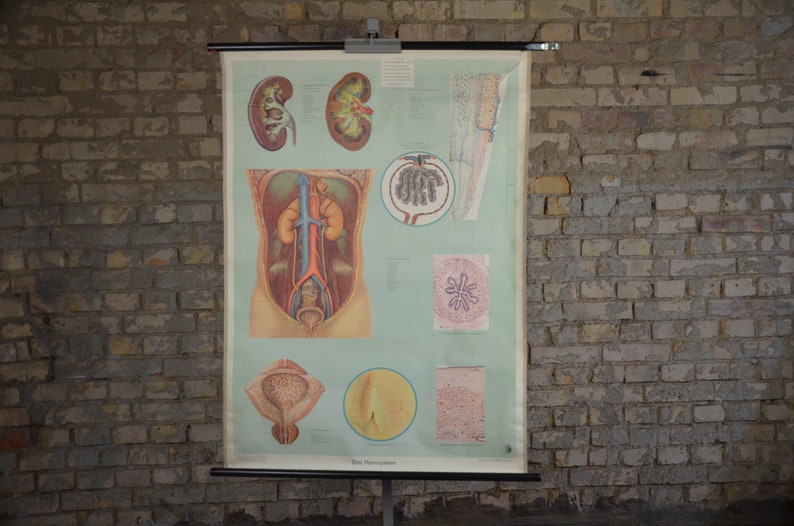 Human Kidney Anatomy Original Vintage German 1960s Educational Poster ...