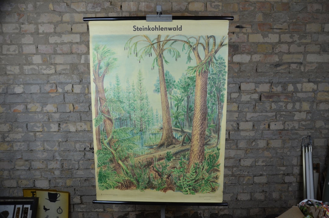 Carboniferous Forest, Paleozoic Plants, Fossils: Original Antique 1970s ...