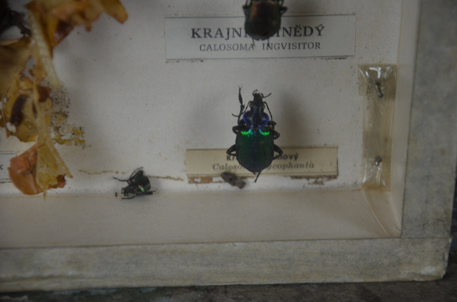 Insects, Beetles: Original Antique 1950s Educational Czech School ...