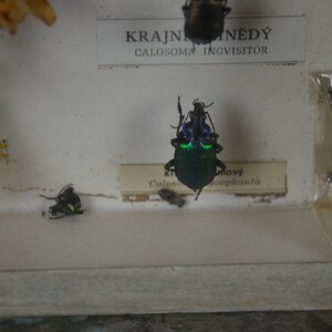 Insects, Beetles: Original Antique 1950s Educational Czech School ...
