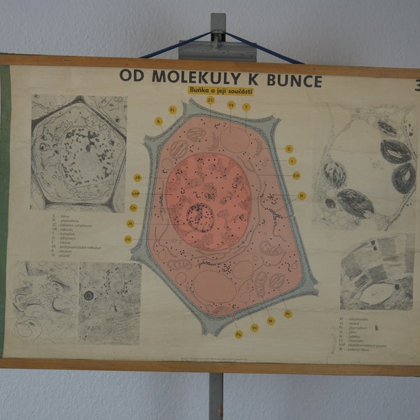 Microbiology Poster - Etsy