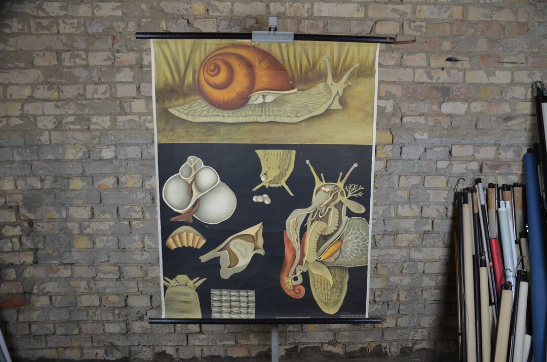 Edible Snail Anatomy: Jung Koch Quentell Original Vintage German 1950s ...