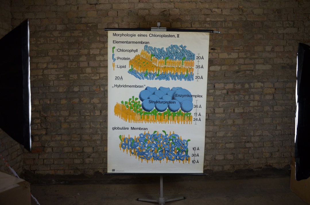 Chloroplast Membrane Morphology, Plant Biology: Original Vintage 1970s ...