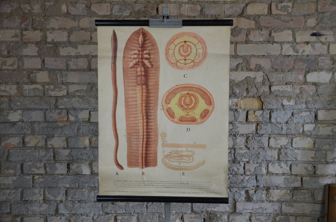 Earthworm Anatomy: Original Vintage 1950s Czech Anatomical Educational ...