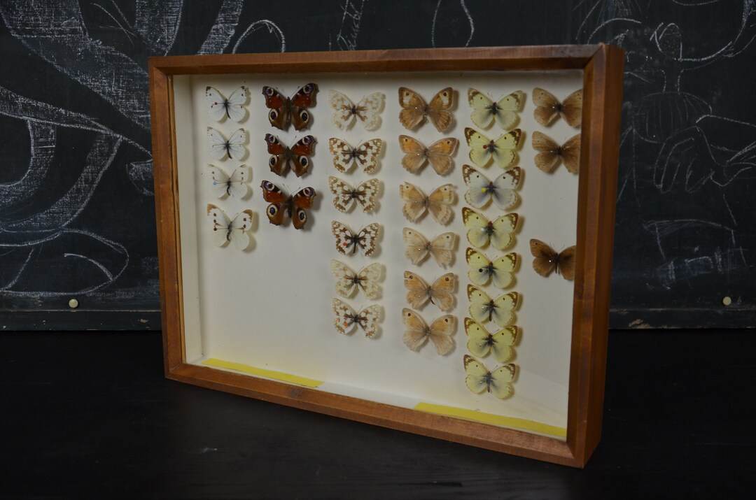 Large Antique Entomology Display: Original 1950s European University ...