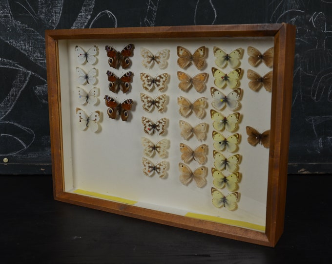 Large Antique Entomology Display: Original 1950s European University ...