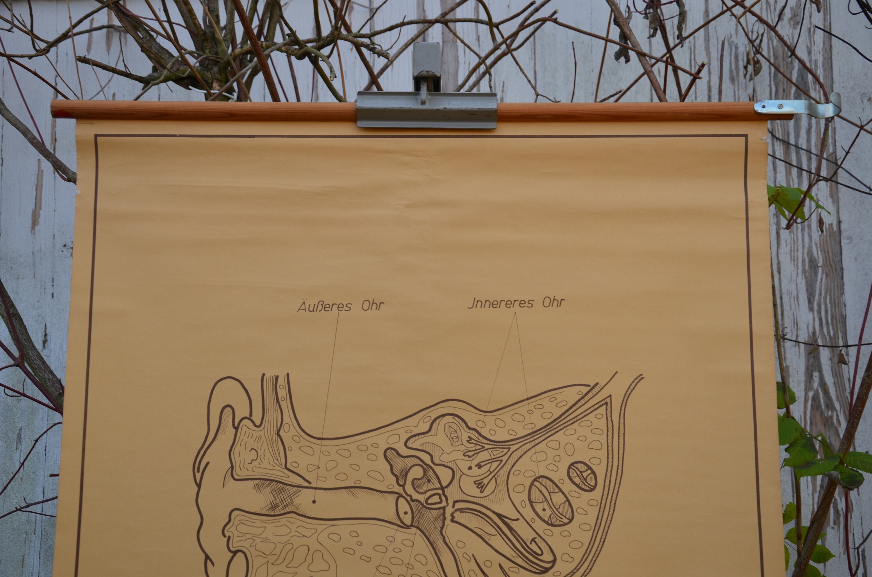 Human Ear Anatomy: Original Vintage 1960s German Medical - Etsy