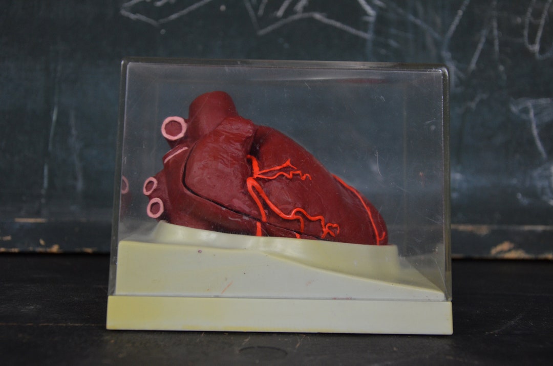 Natural Human Heart Specimen, Original Vintage Anatomical Model ...