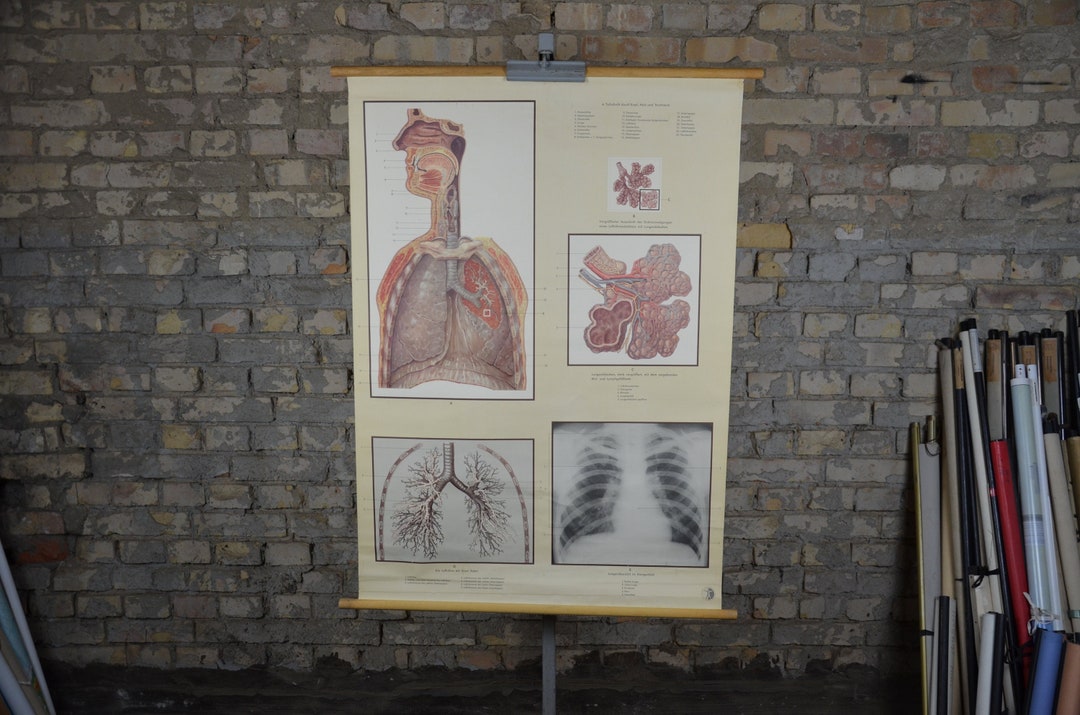 Respiratory Organs, Lungs, Human Anatomy: Original Vintage 1950s German ...