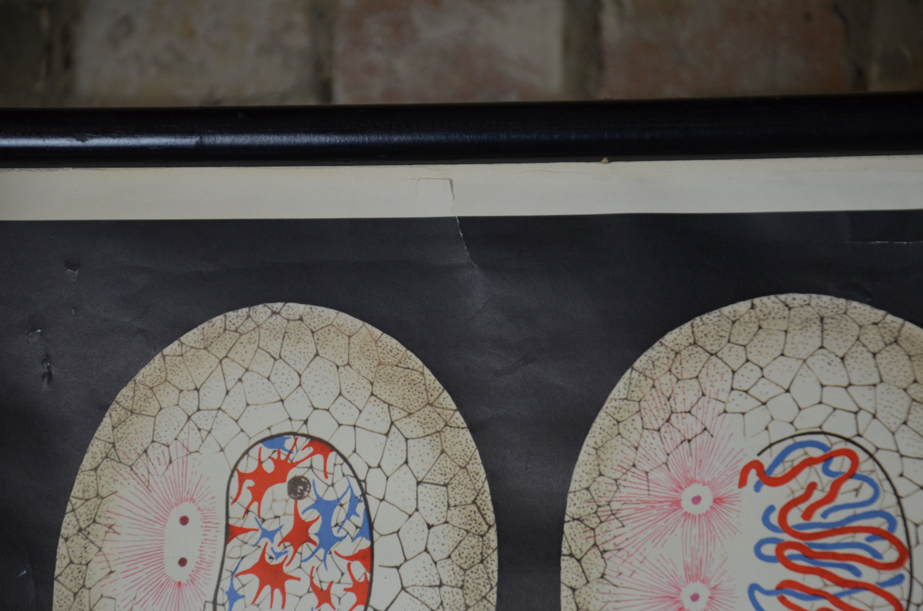 Human Mitosis Oogenesis Spermatogenesis: Original Vintage - Etsy