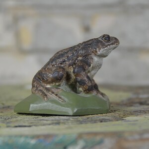 Common Toad, Antique Anatomy Model: Original 1950s German Educational ...