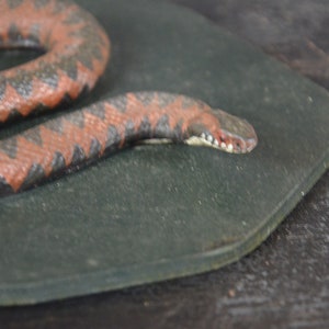 Crossed Viper, Adder, Antique Anatomy Model: Original 1950s German ...