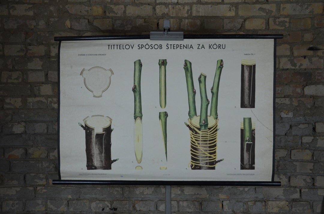 Veneer Crown Graft, Tittel's Graft: Original Vintage 1950s Educational ...