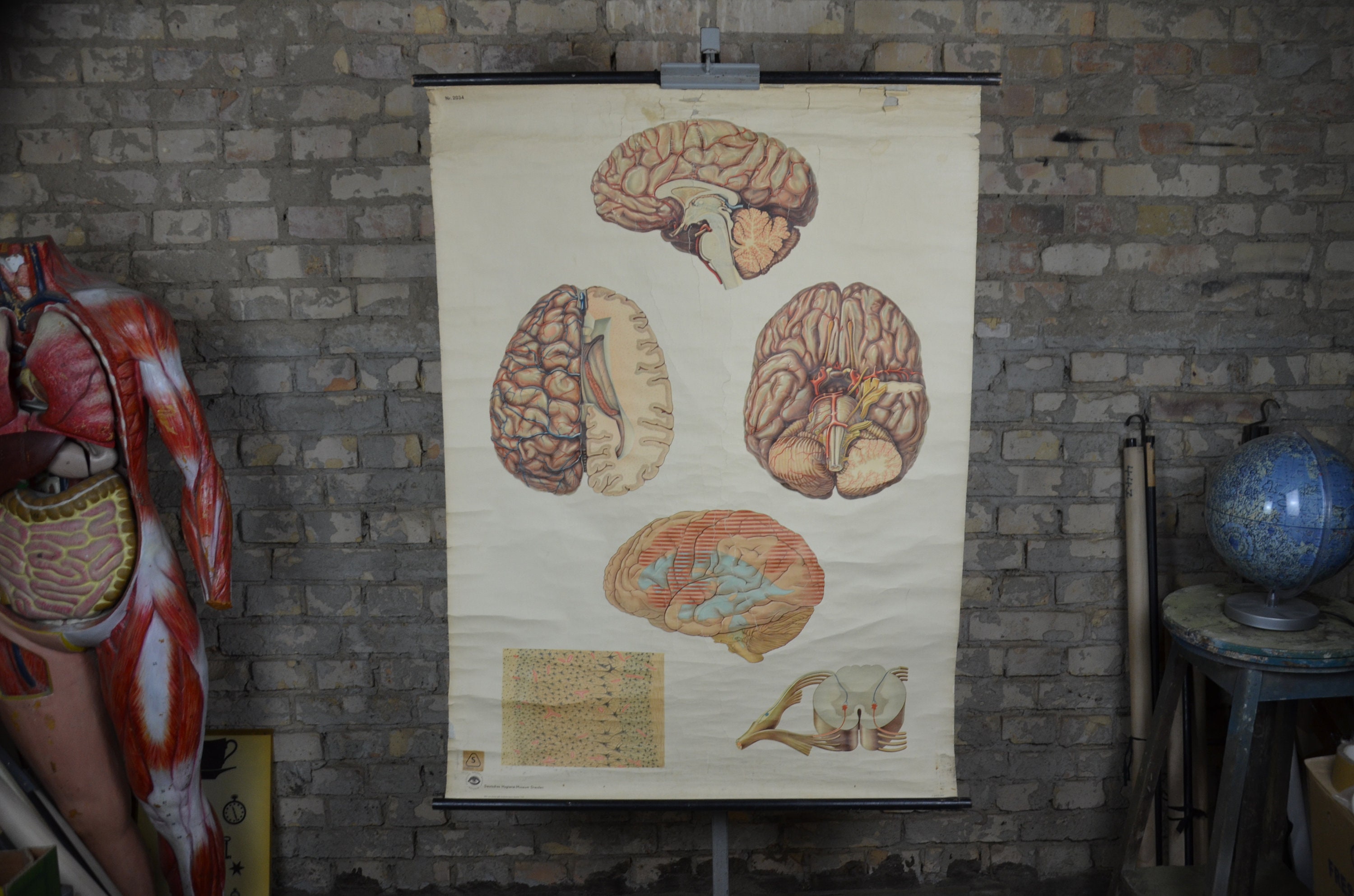 Human Brain Anatomy Diagram: Original Vintage 1960s German Educational ...