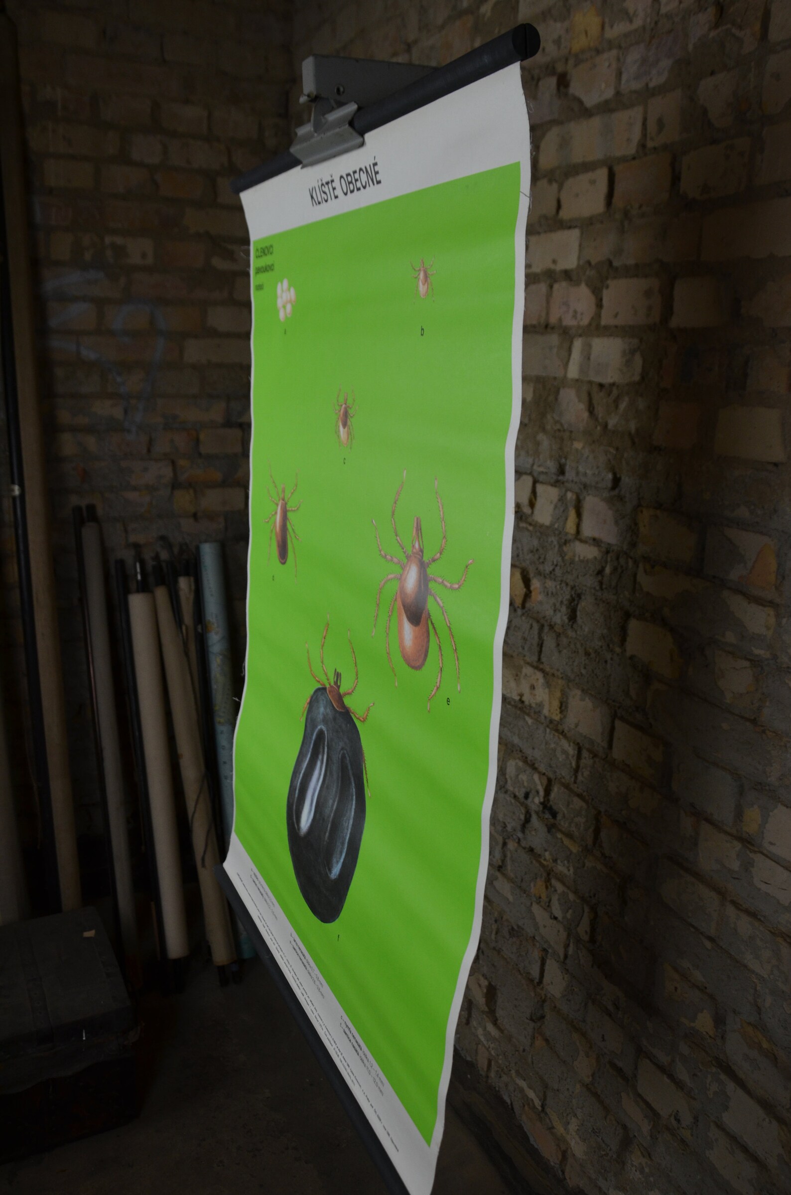 Types of Ticks Parasites: Original Vintage 1980s Czech - Etsy