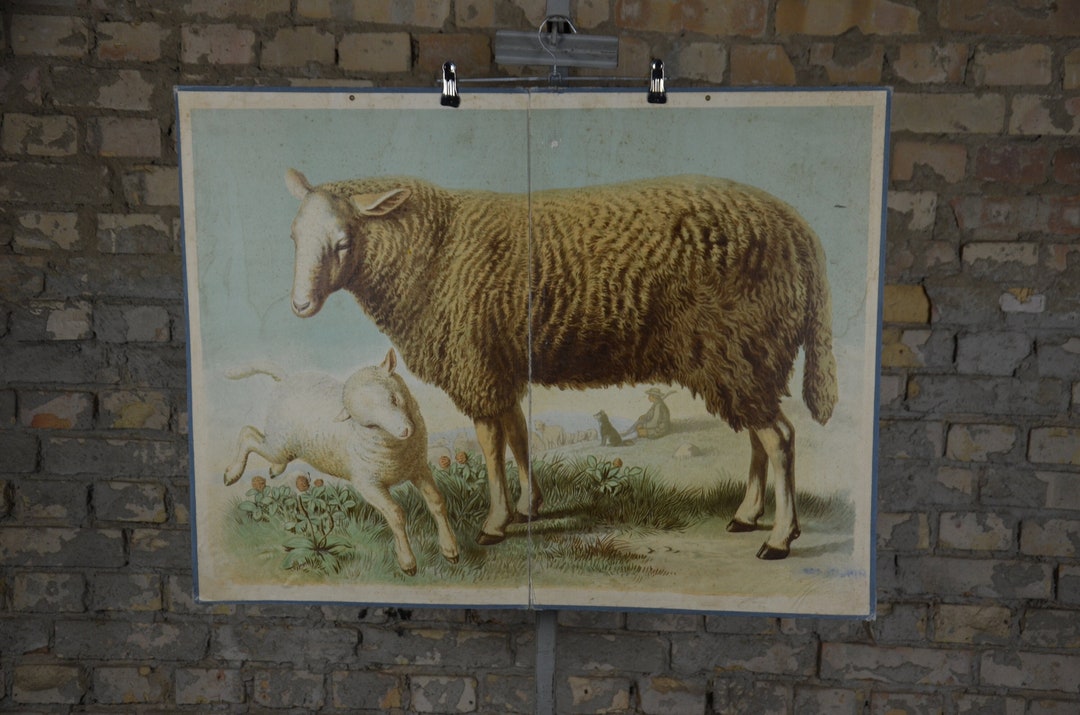 Sheep, Wool: Original Antique 1890s German Elementary School Poster ...