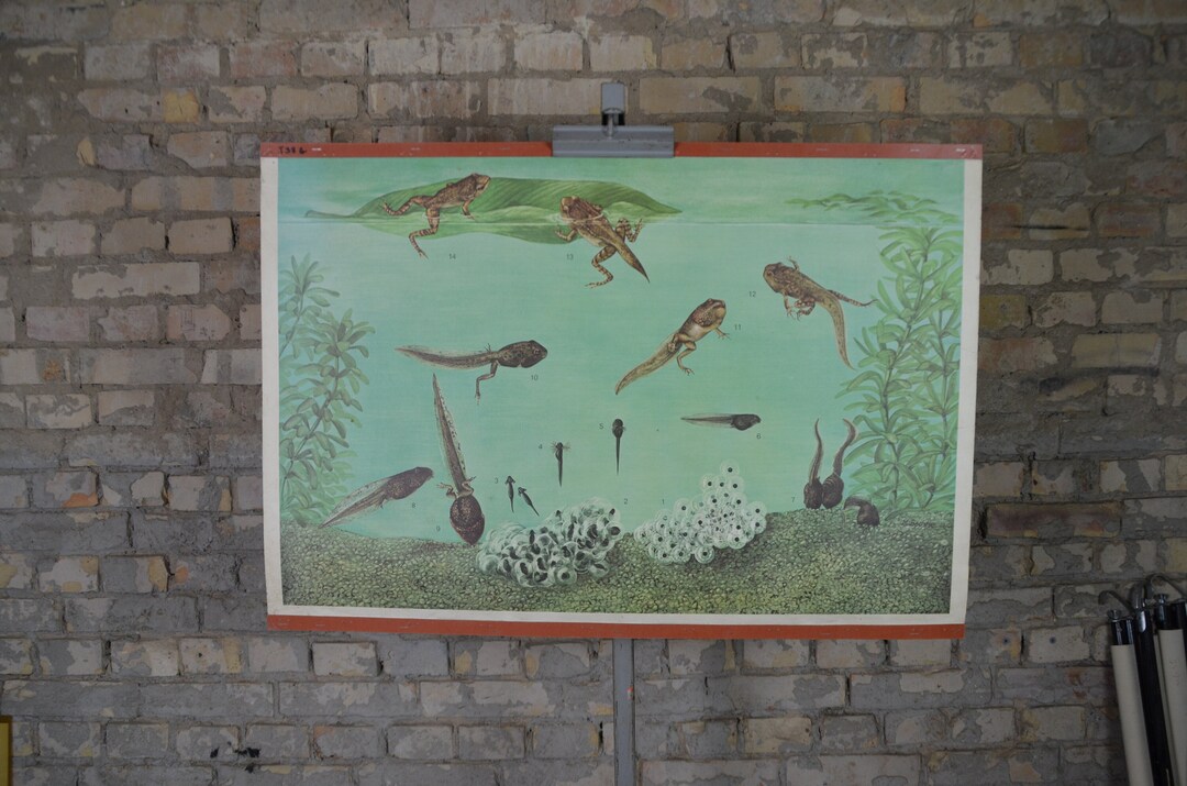 Grass Frog, Tadpoles: Original Vintage Austrian 1960s Educational ...