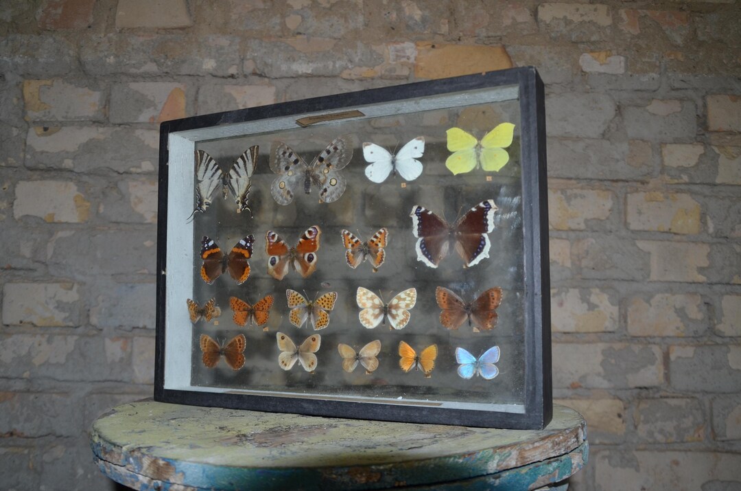 Large Antique Entomology Display: Original 1950s German School Specimen ...