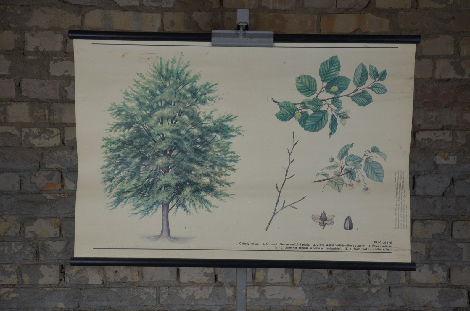 Common Beech Tree, Fagus Sylvatica: Original Vintage 1980s Czech ...