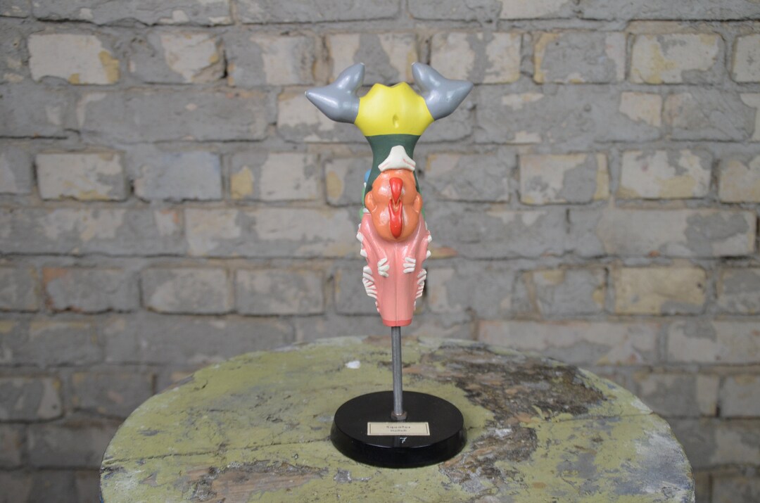 Shark Brain, Antique Anatomy Model: Original 1950s German Educational ...