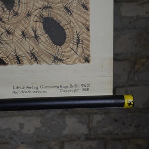 Types of Animal Cells: Original Antique 1920s Educational Poster School ...