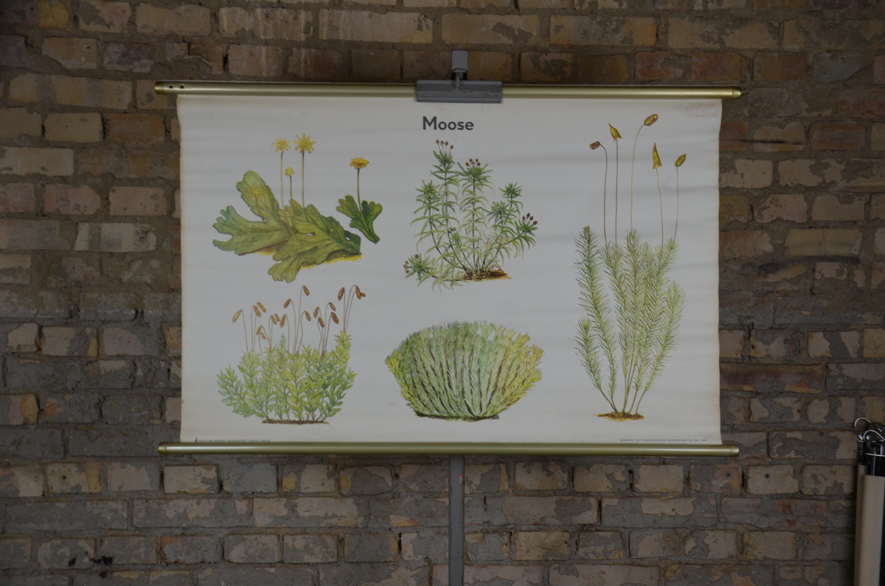 Types of Moss: Large Original Vintage 1960s German Educational Poster ...