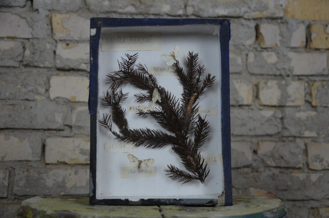 Black Arches, Nun Moth: Original Vintage 1950s Educational Czech School ...