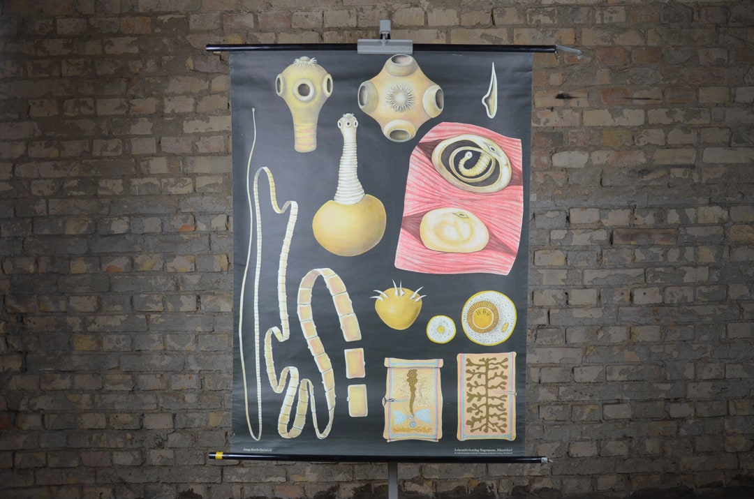 Tapeworm, Parasite: Original Vintage 1950s German Educational Poster ...