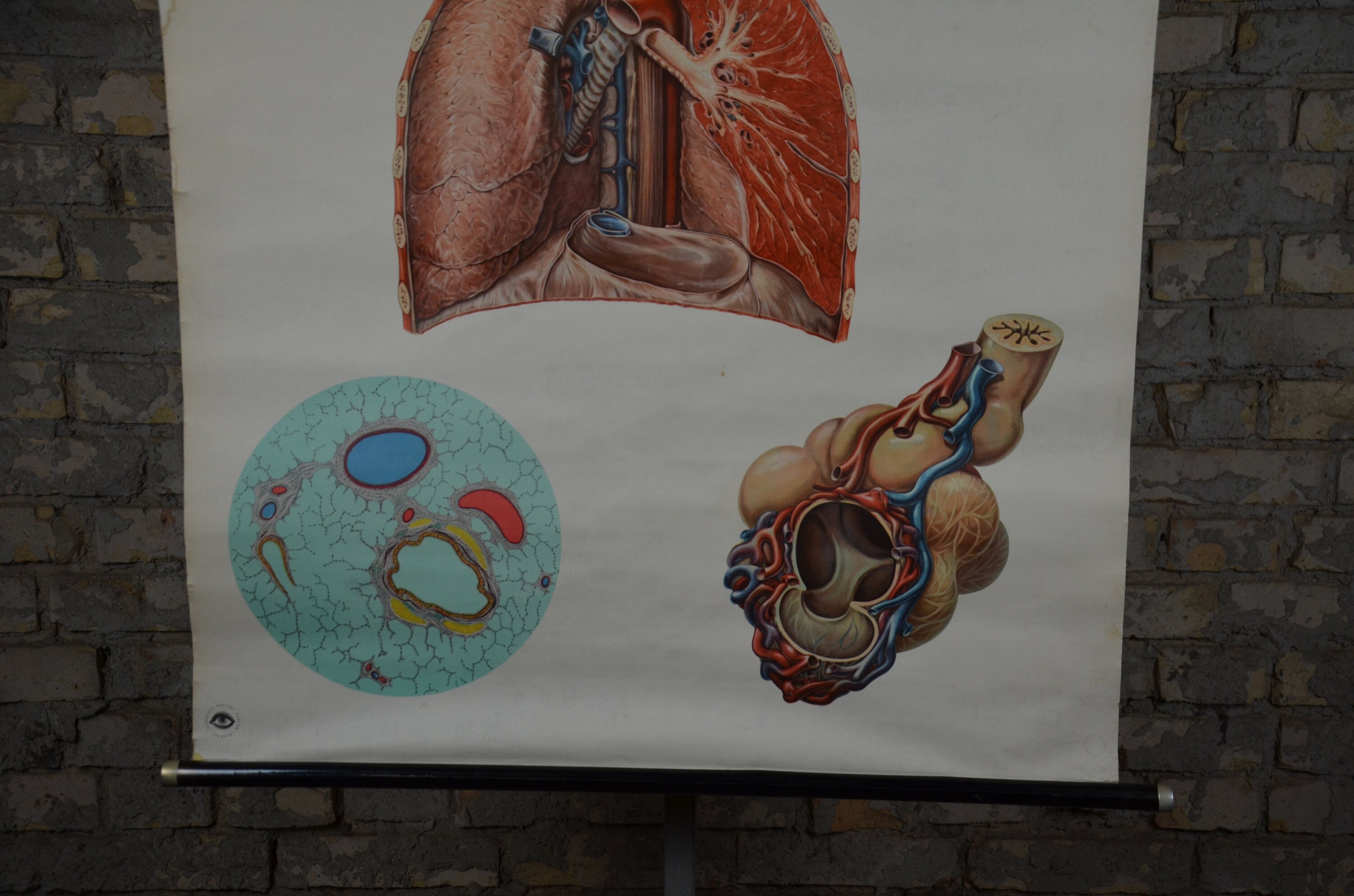 Lung, Respiratory Organs, Human Anatomy: Original Vintage 1950s German ...
