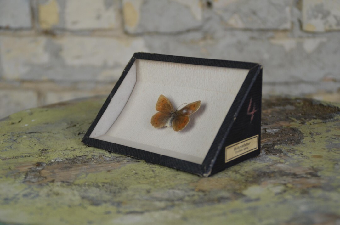 Erebia Spec., Antique Entomology Display: Original 1920s German ...
