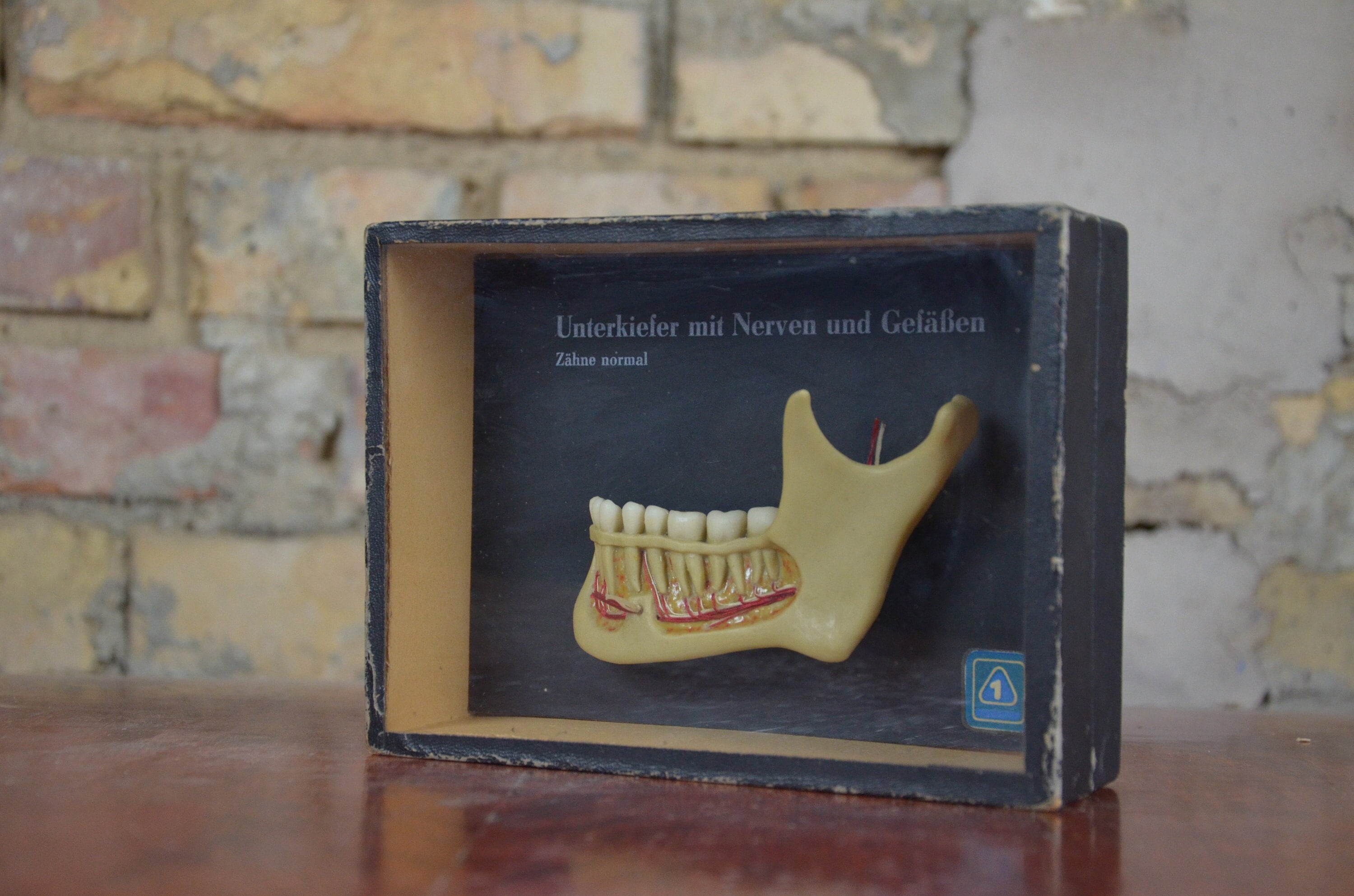 Tanden Anatomie Model Tand Anatomie Zorg Onderwijs Tand Vector, Zorg,