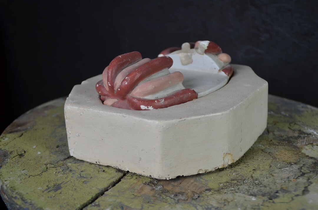 Animal Cell Cross-section, Mitosis, Antique Anatomical Plaster Model ...
