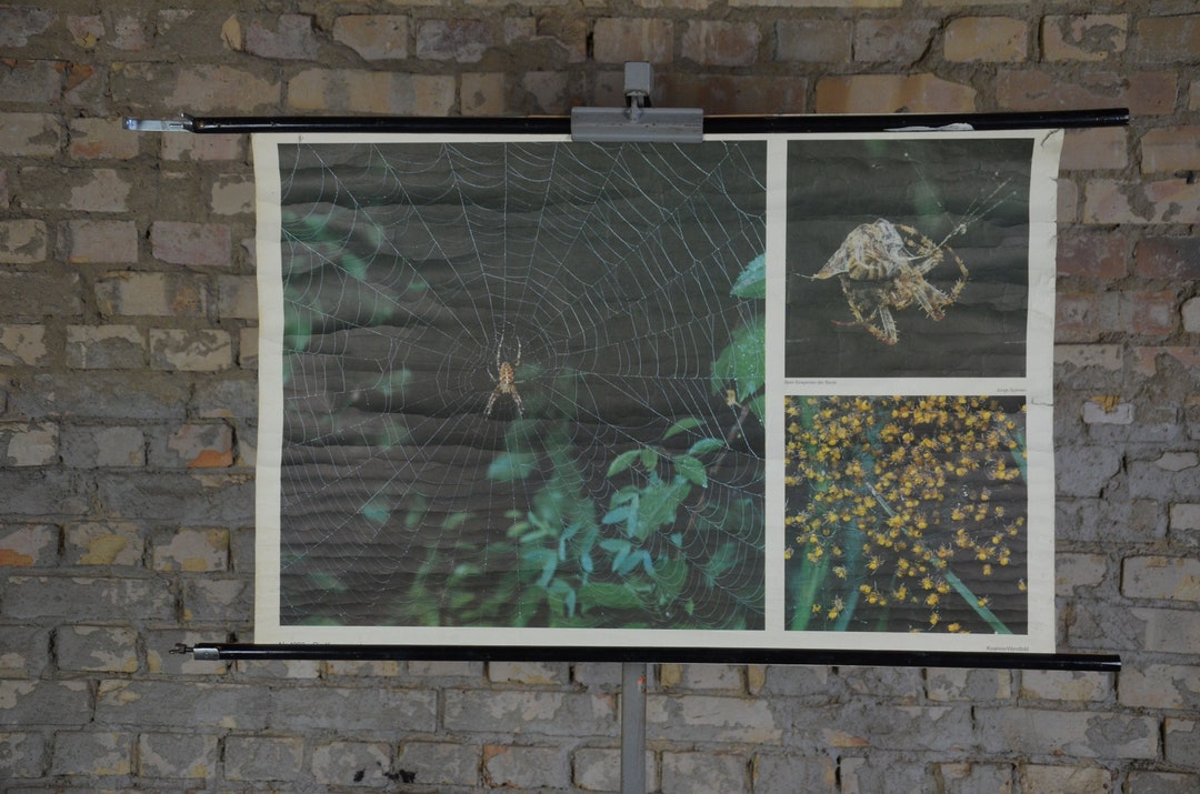 Garden Spider Anatomy: Original Vintage German 1970s Educational Poster ...